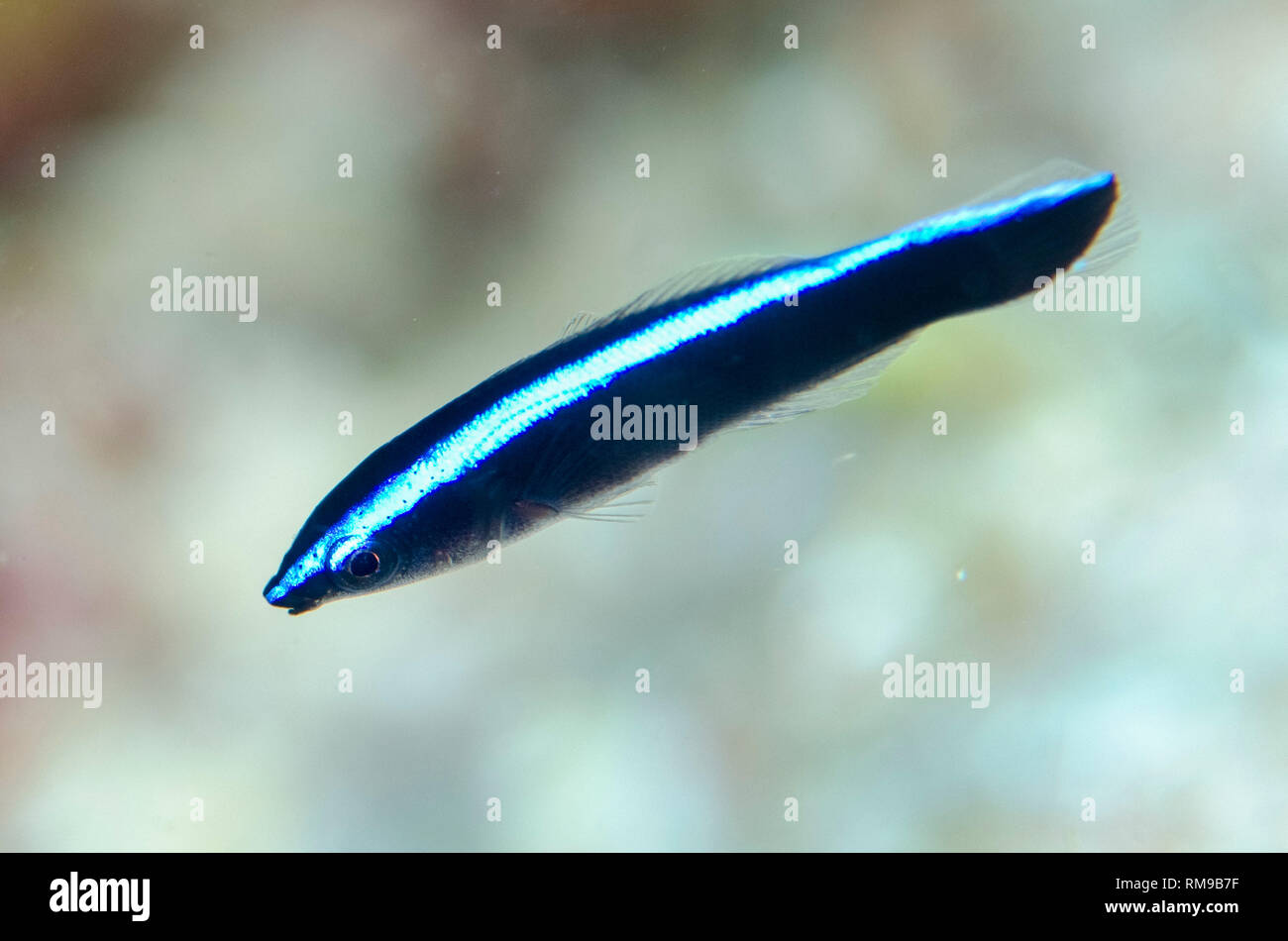 Bluestreak Cleaner Wrasse, Labroides dimidiatus, Juvenile, Fault Line ...