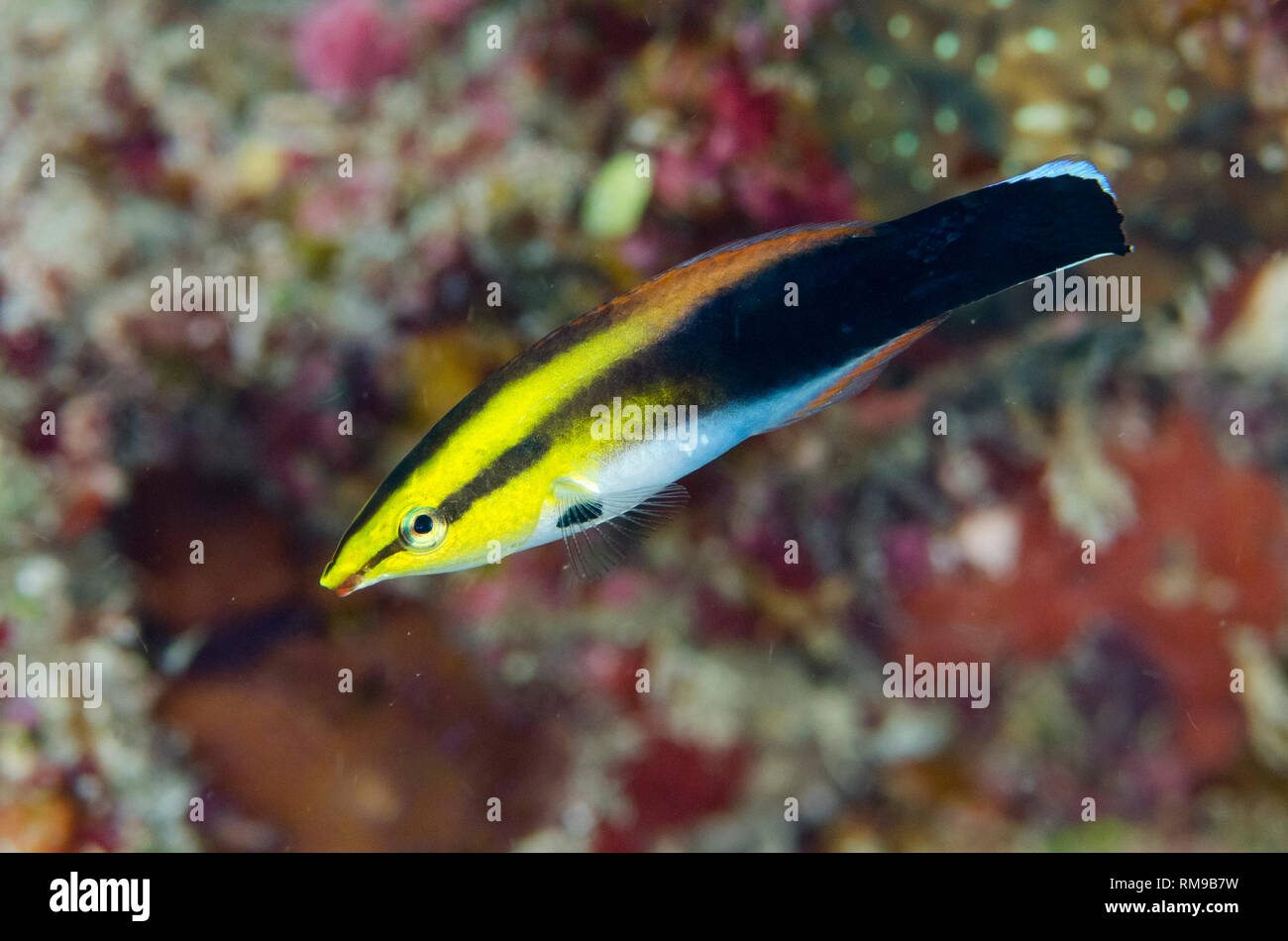 Blackspot Cleaner Wrasse, Labroides pectoralis, Fault Line dive site ...