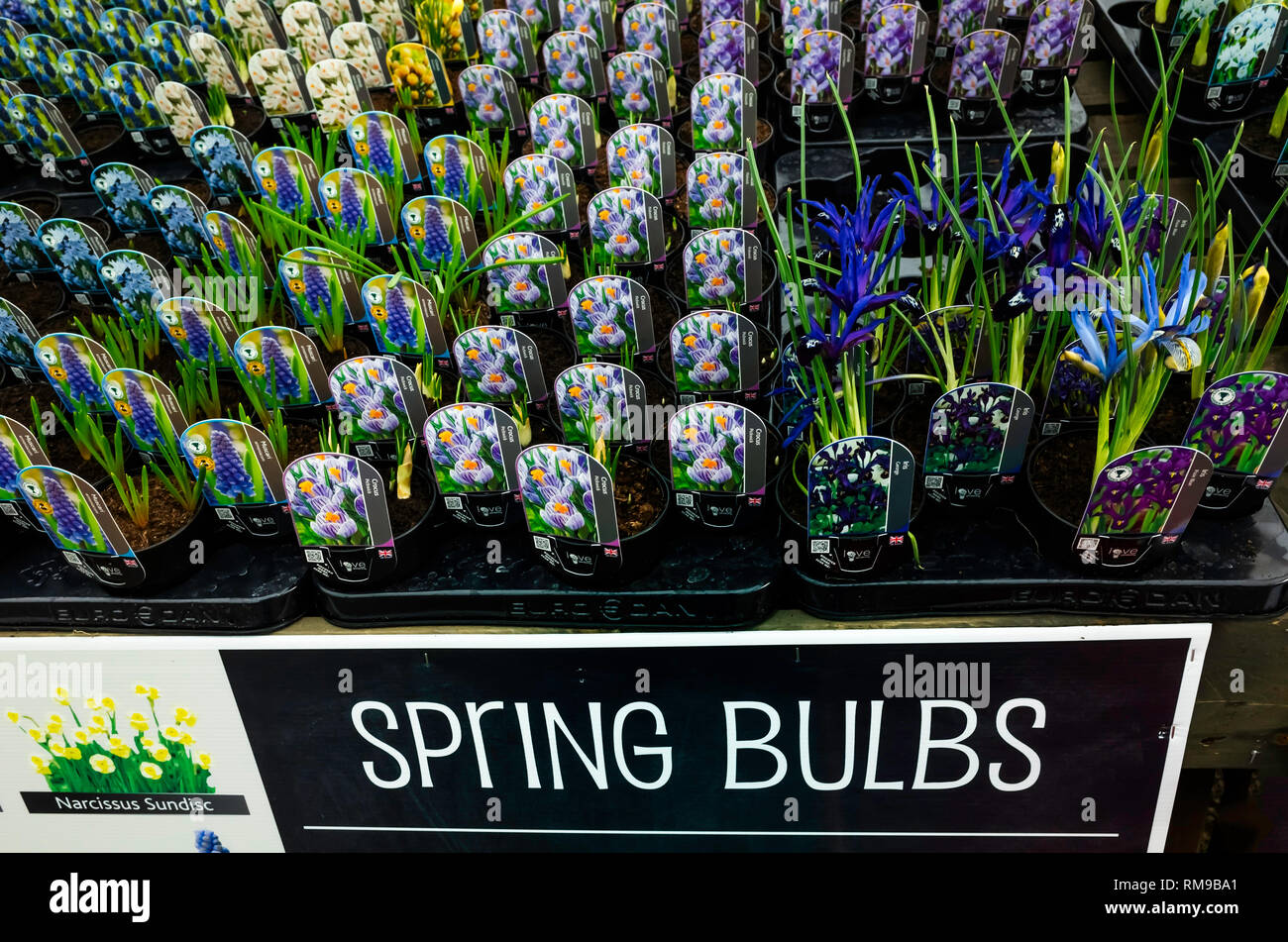 Garden Centre display Spring Bulbs Crocus Pickwick and Iris George ...