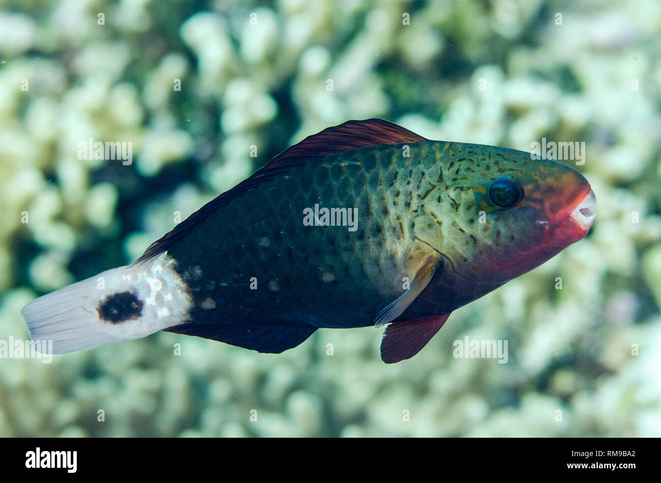Bullethead parrotfish hi-res stock photography and images - Alamy