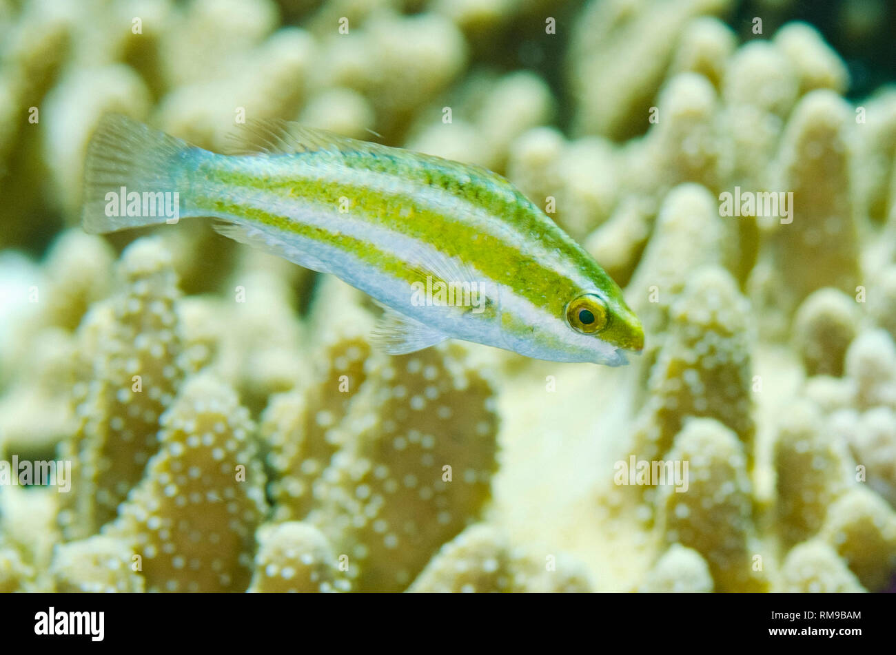 Hypselopterus hi-res stock photography and images - Alamy