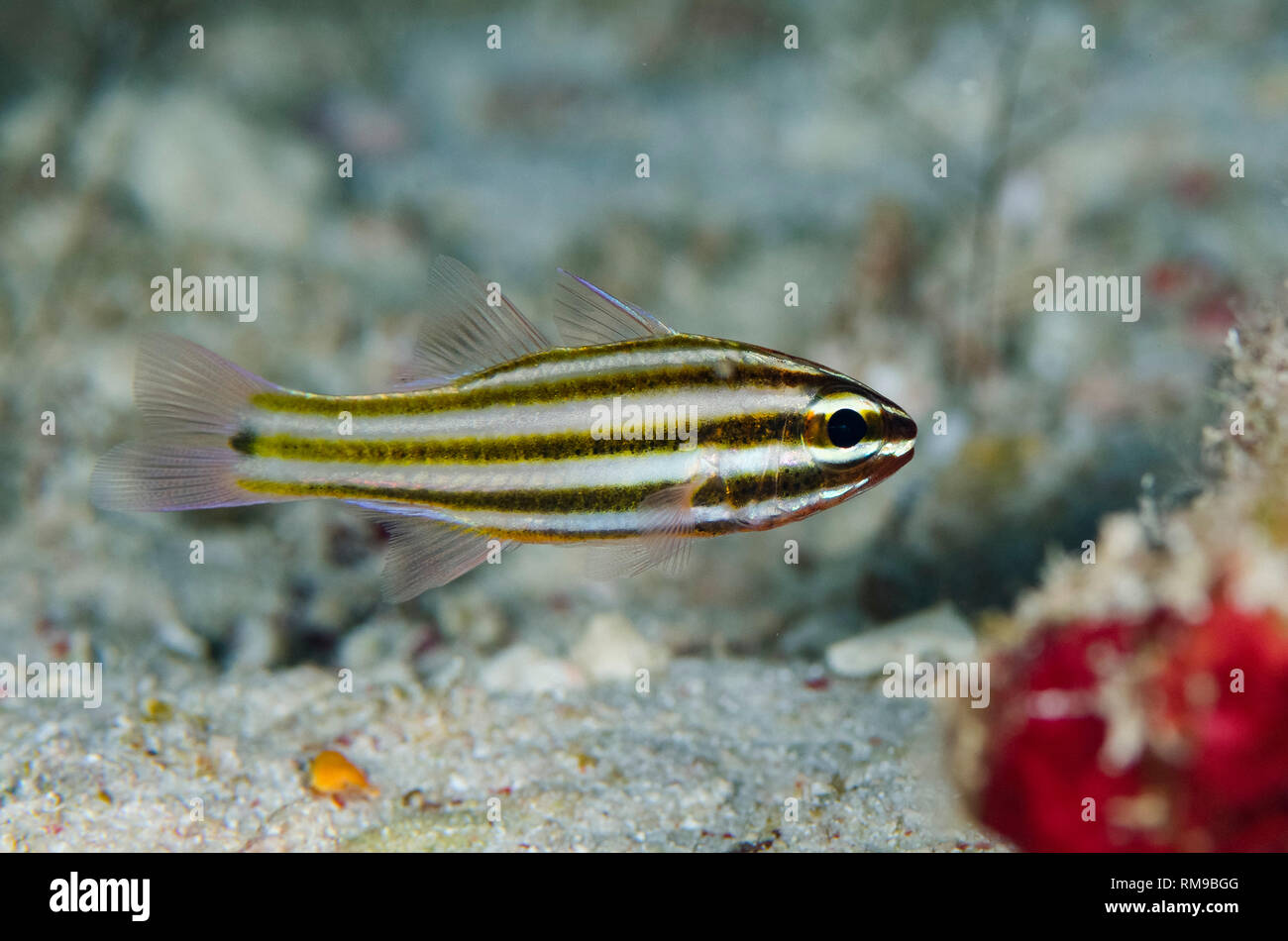 Ostorhinchus angustatus hi-res stock photography and images - Alamy