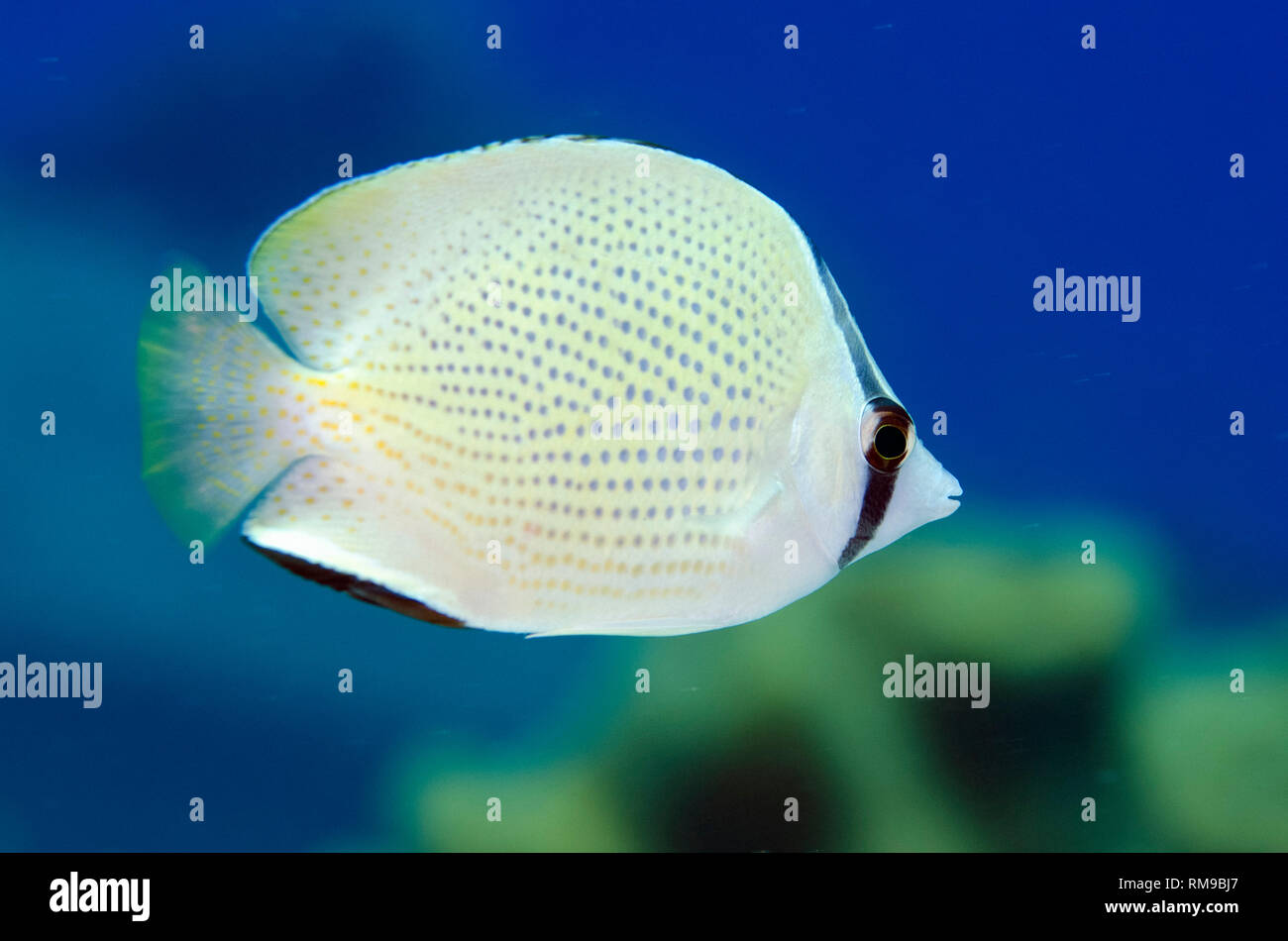 Speckled Butterflyfish, Chaetodon citrinellus, Avalanche dive site, off ...