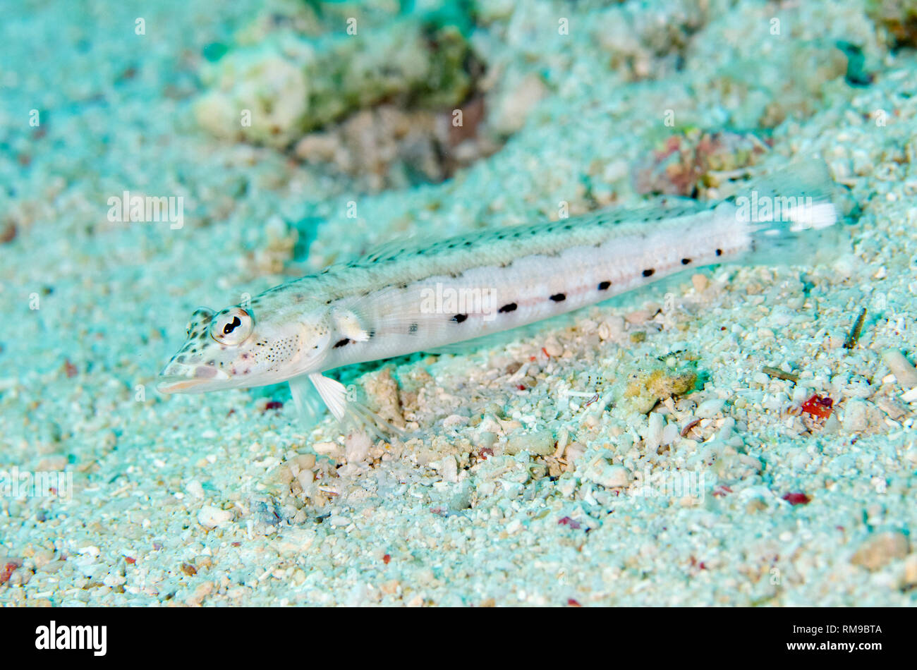 Redbarred hi-res stock photography and images - Alamy