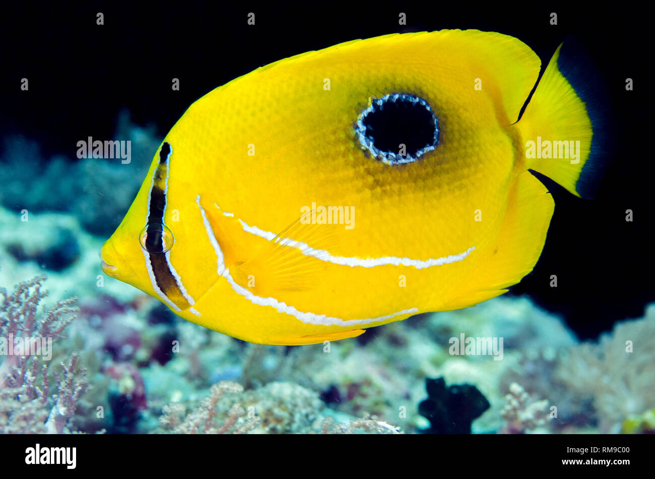 Eclipse butterflyfish chaetodon bennetti hi-res stock photography and ...