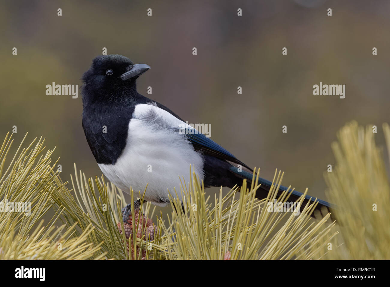 A black-billed magpie sits atop a pine in Rocky Mountain National Park ...