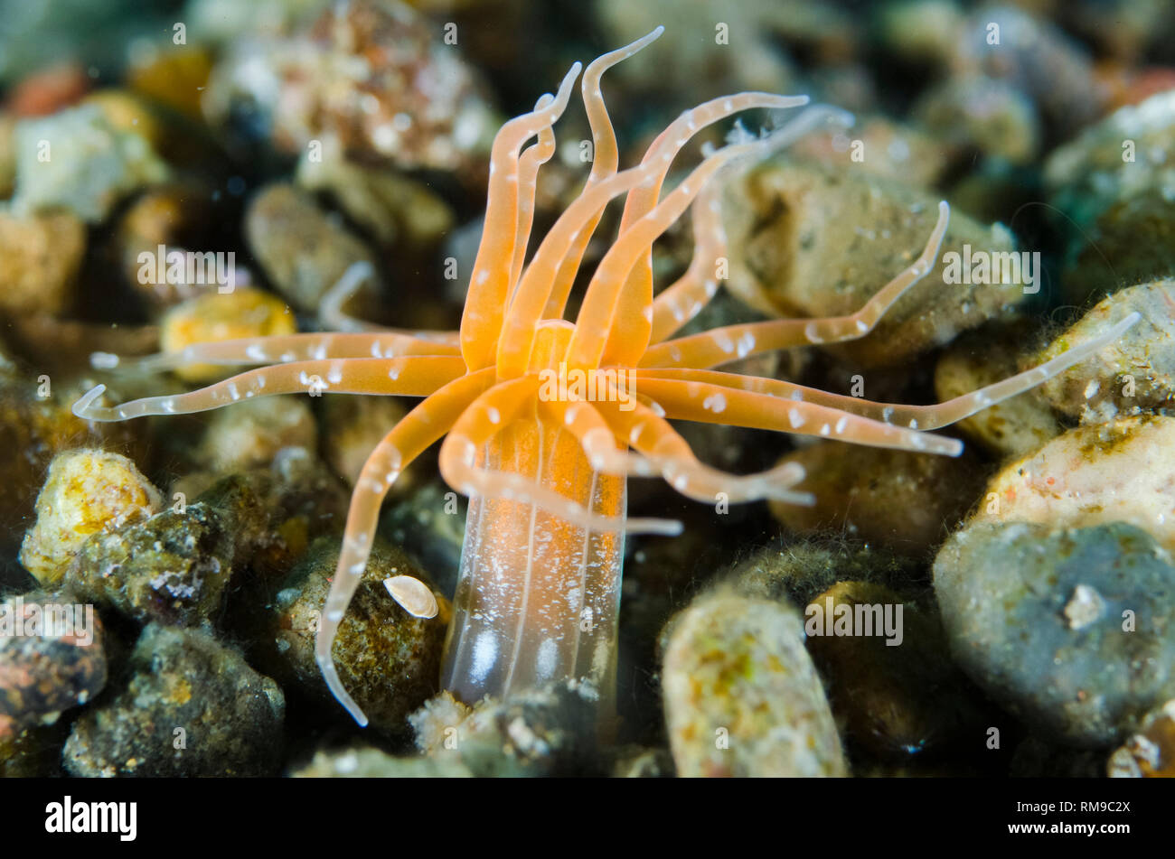 Anemone, Edwardsia sp, Critters@Baengabang dive site, Pantar Island ...