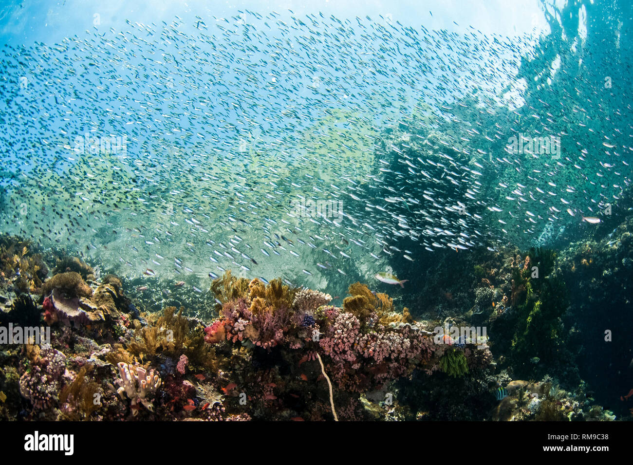 School of small fish, Crucifixion Point dive site, Pantar Island, near ...