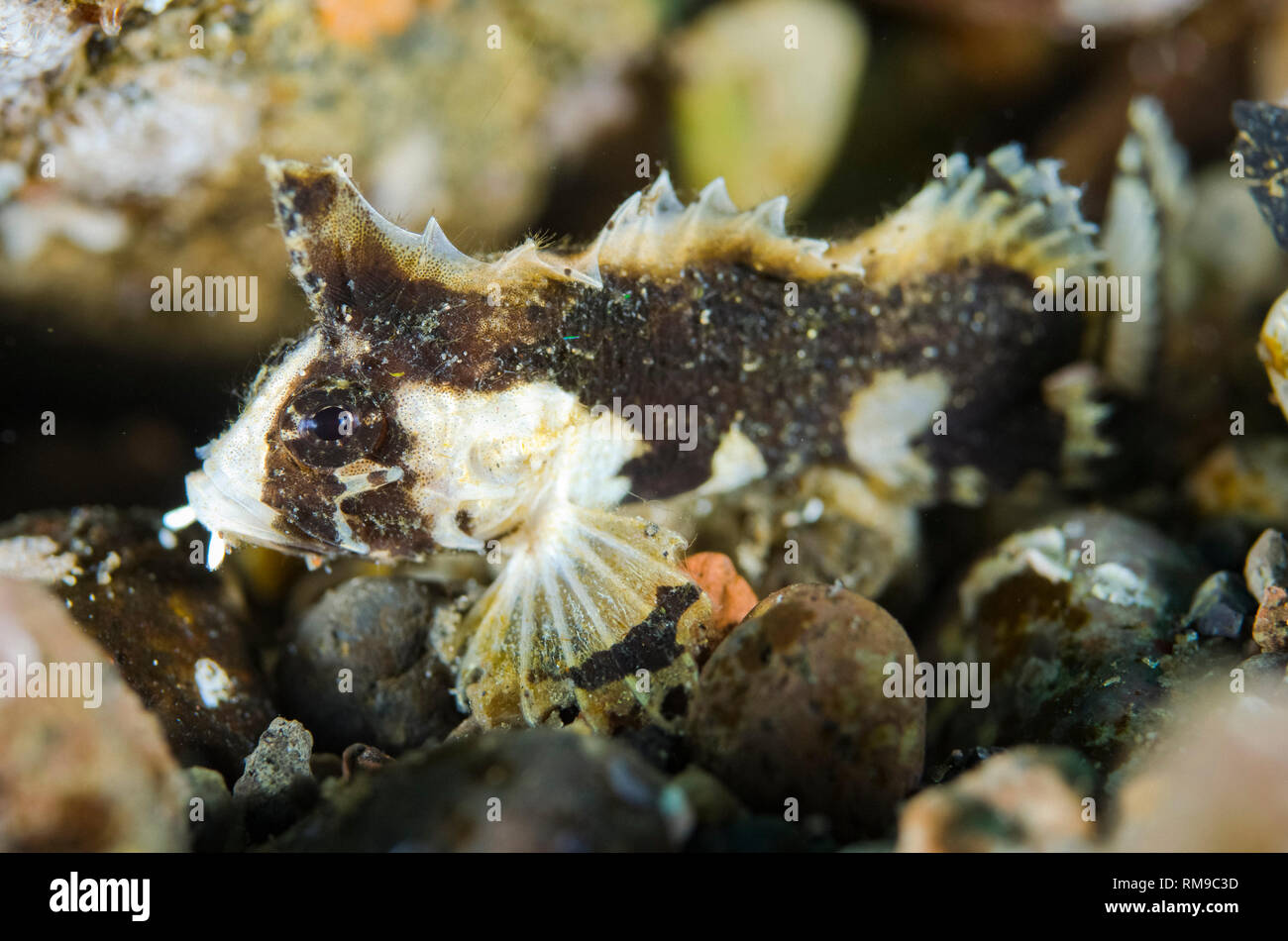 Dwarf Velvetfish, Acanthosphex leurynnis, Critters@Baengabang dive site ...