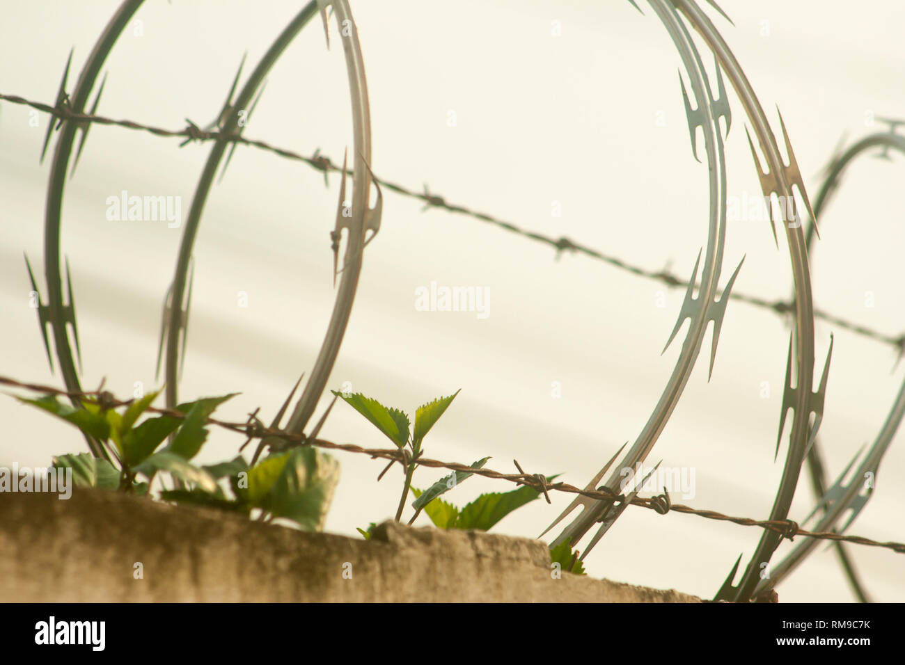 Barbed wire, plants and concrete Stock Photo - Alamy