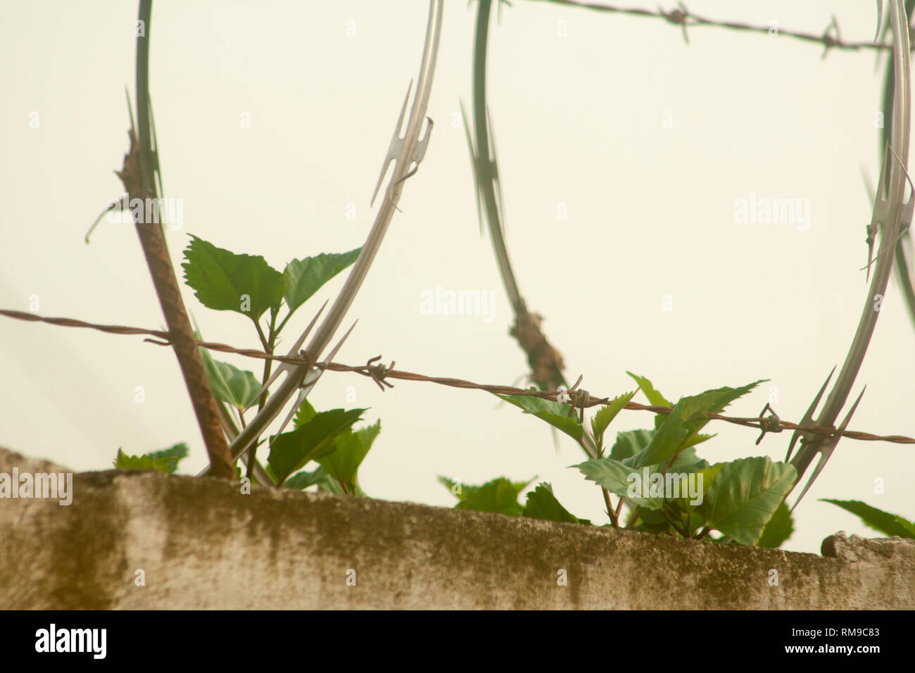 Barbed wire, plants and concrete Stock Photo - Alamy