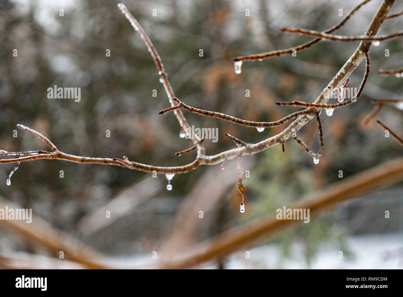 Ice melting from a Tree branch Stock Photo - Alamy