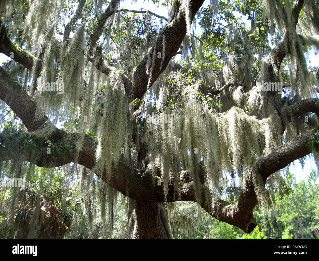 Long feathery tendrils from a living plant called Spanish moss ...