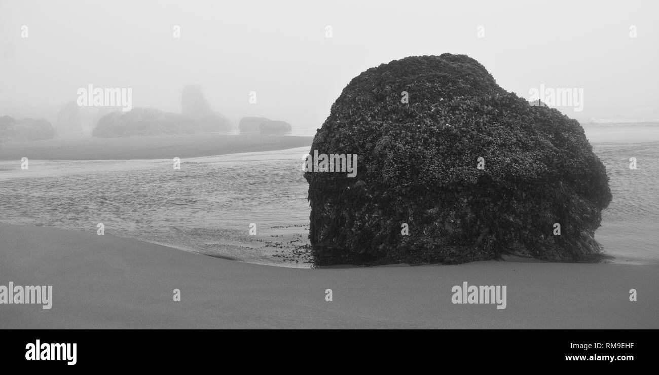 Barnacles beach hi-res stock photography and images - Alamy