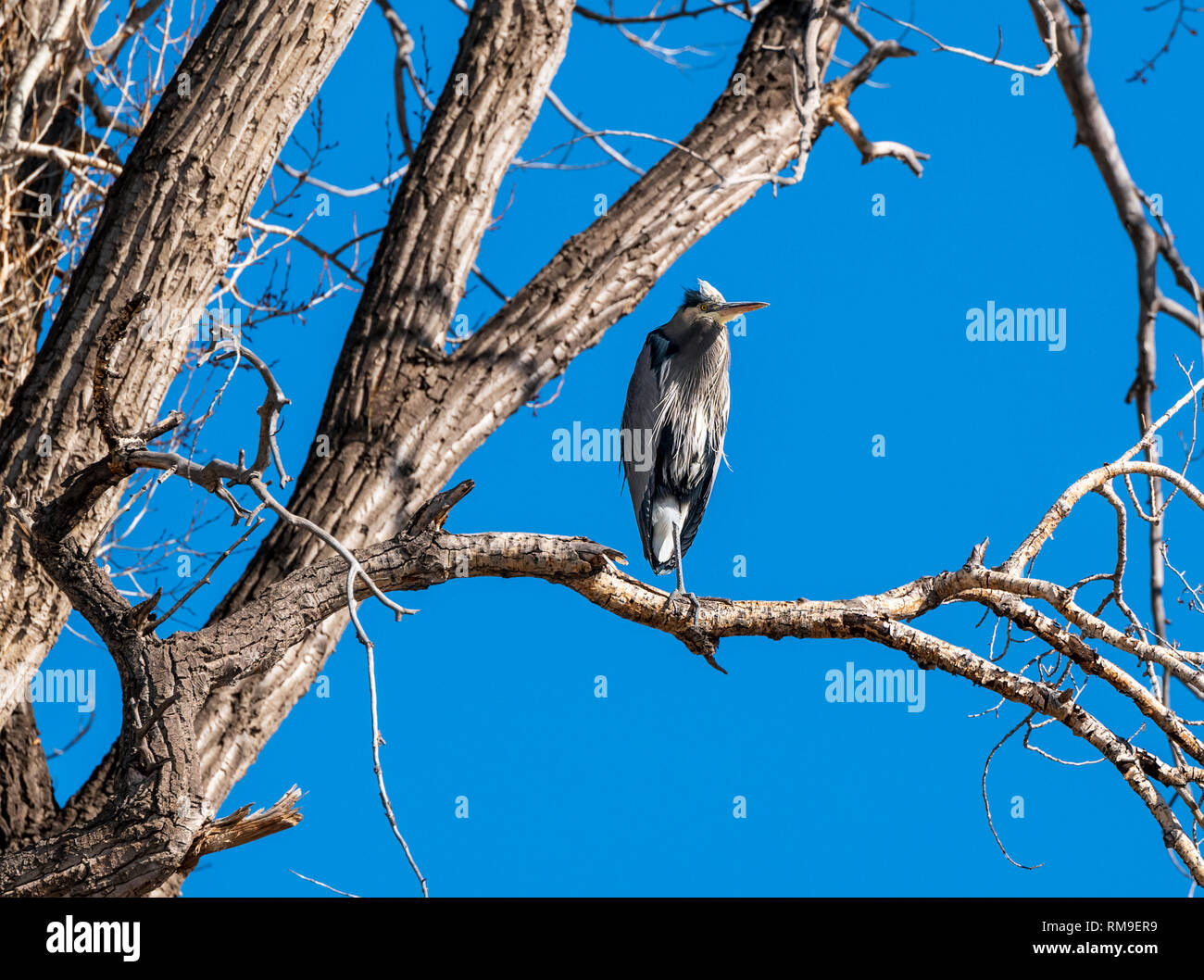 Great Blue Heron roosting in a Cottonwood Tree along the South Arkansas ...