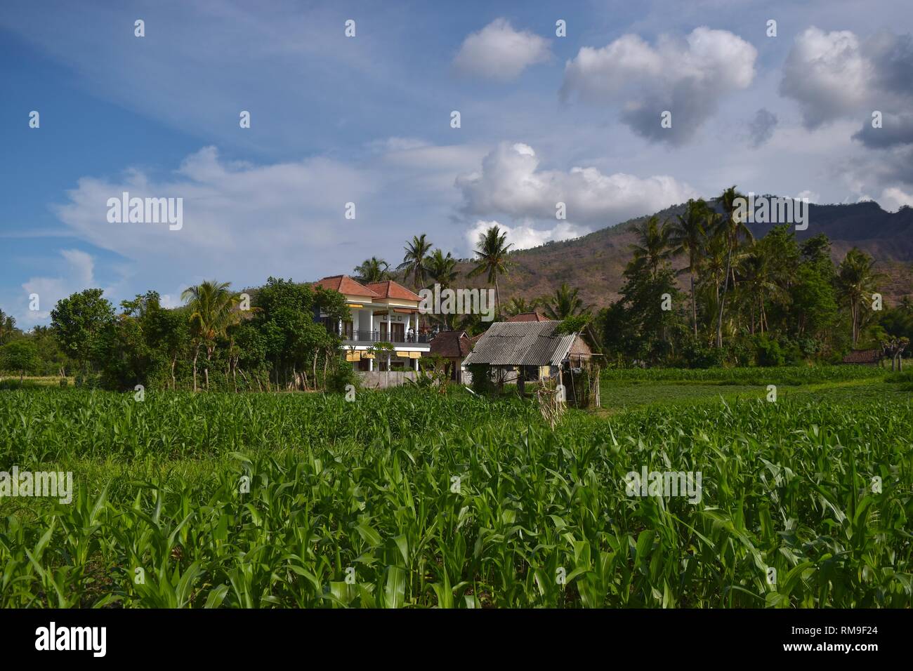 Corn fields bali hi-res stock photography and images - Alamy
