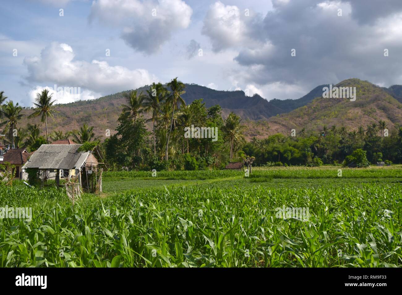 Corn fields bali hi-res stock photography and images - Alamy
