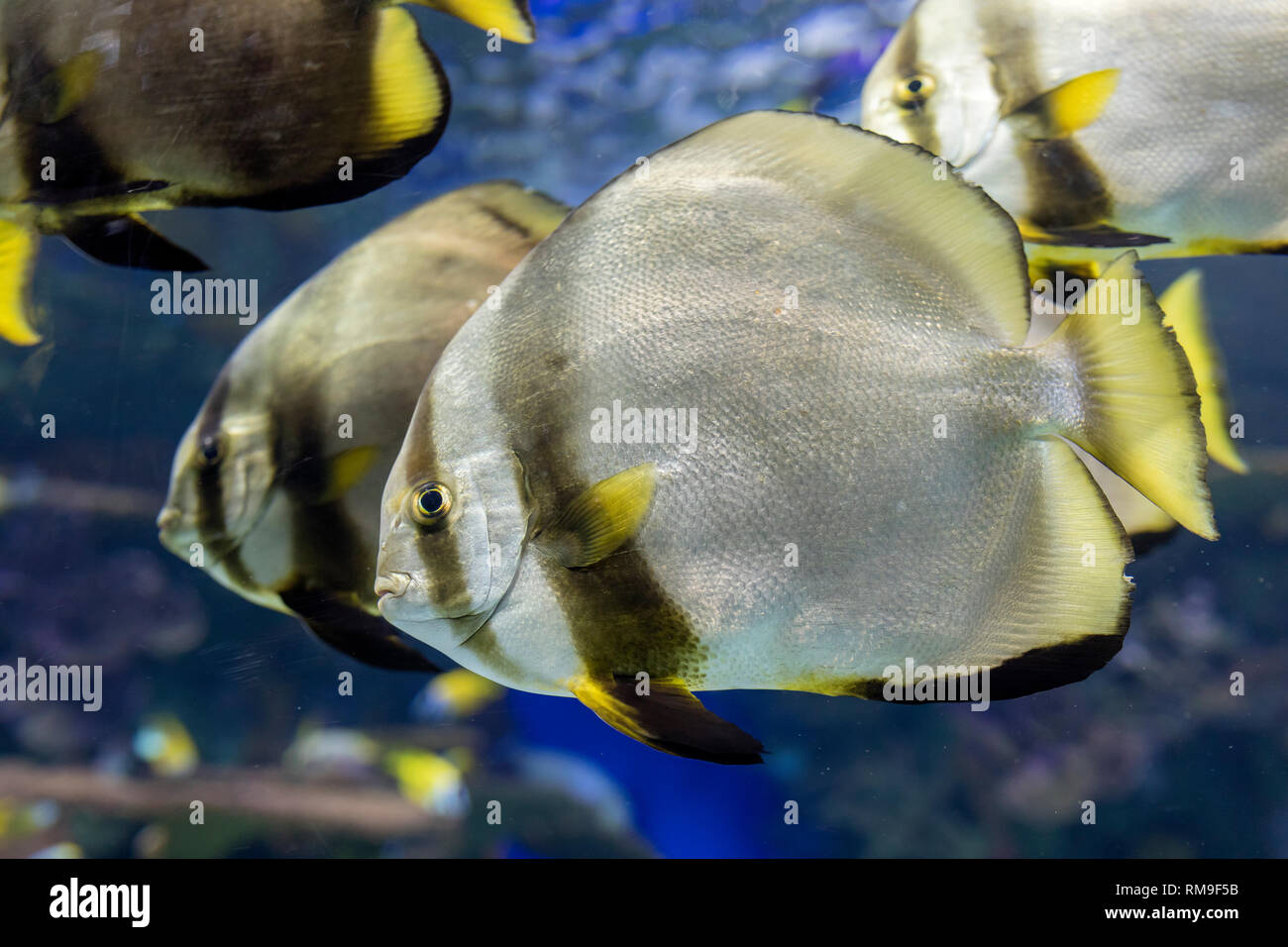 The Batfish at Ripley's Aquarium, in Toronto. It is considered invasive ...