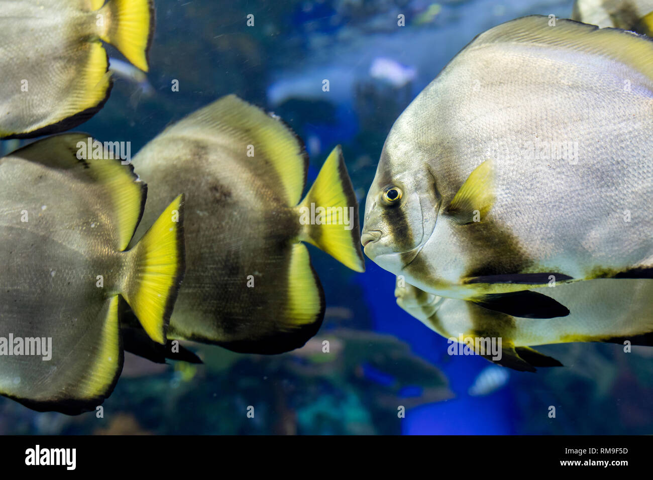 Aggressive fish hi-res stock photography and images - Alamy