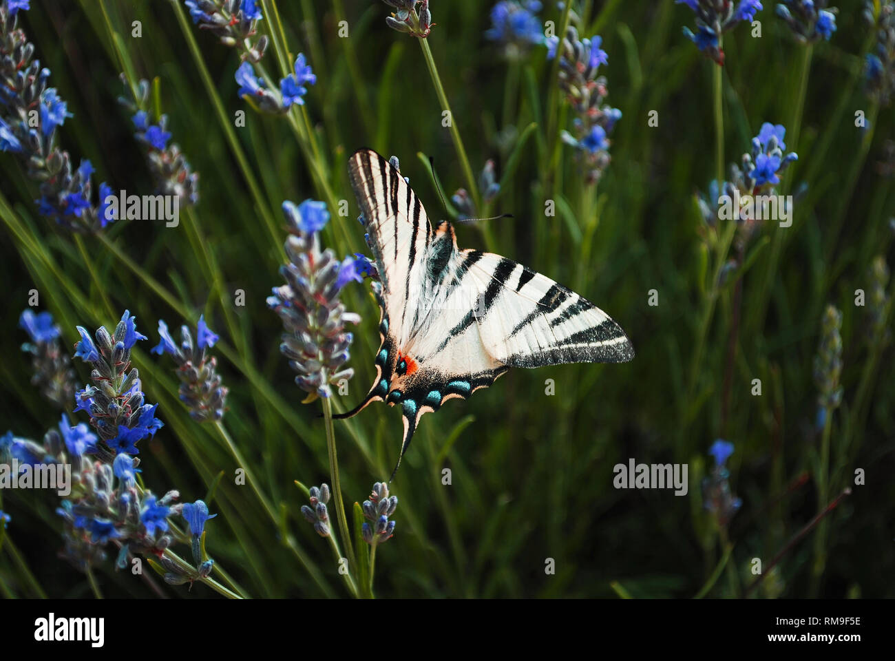 the beautiful butterfly on lavender Stock Photo - Alamy