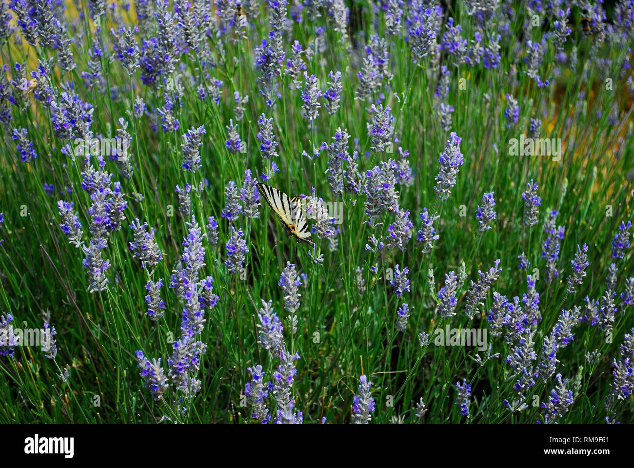 a butterfly in a lavender field Stock Photo - Alamy
