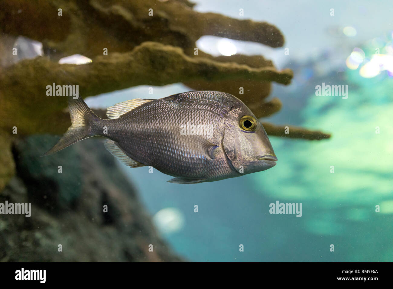 Small silver Fish at Ripley's Aquarium, in Toronto, Canada Stock Photo ...