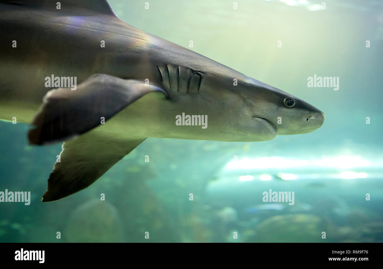 Shark swimming jaws hi-res stock photography and images - Alamy