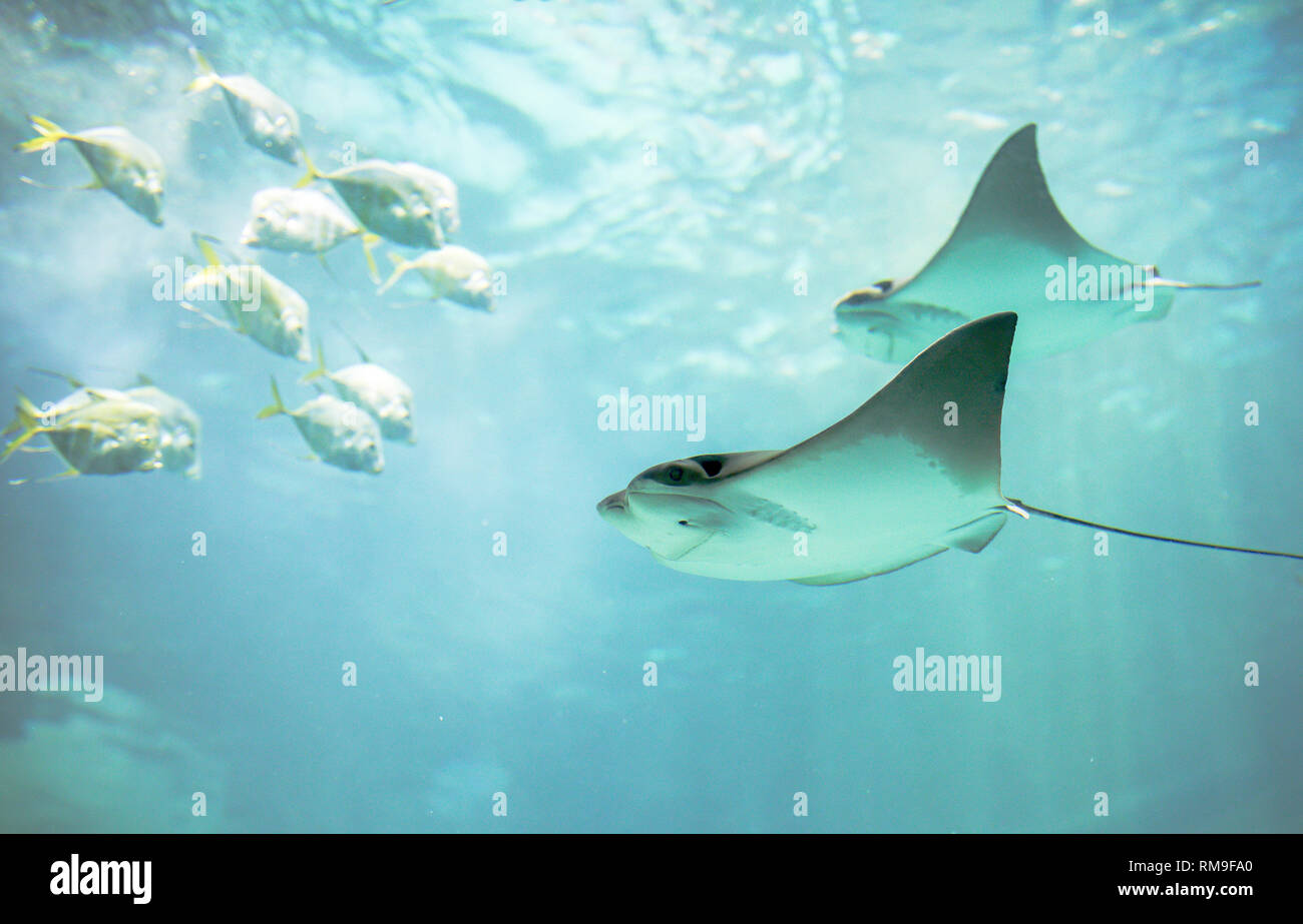 Swimming with sting rays hi-res stock photography and images - Alamy