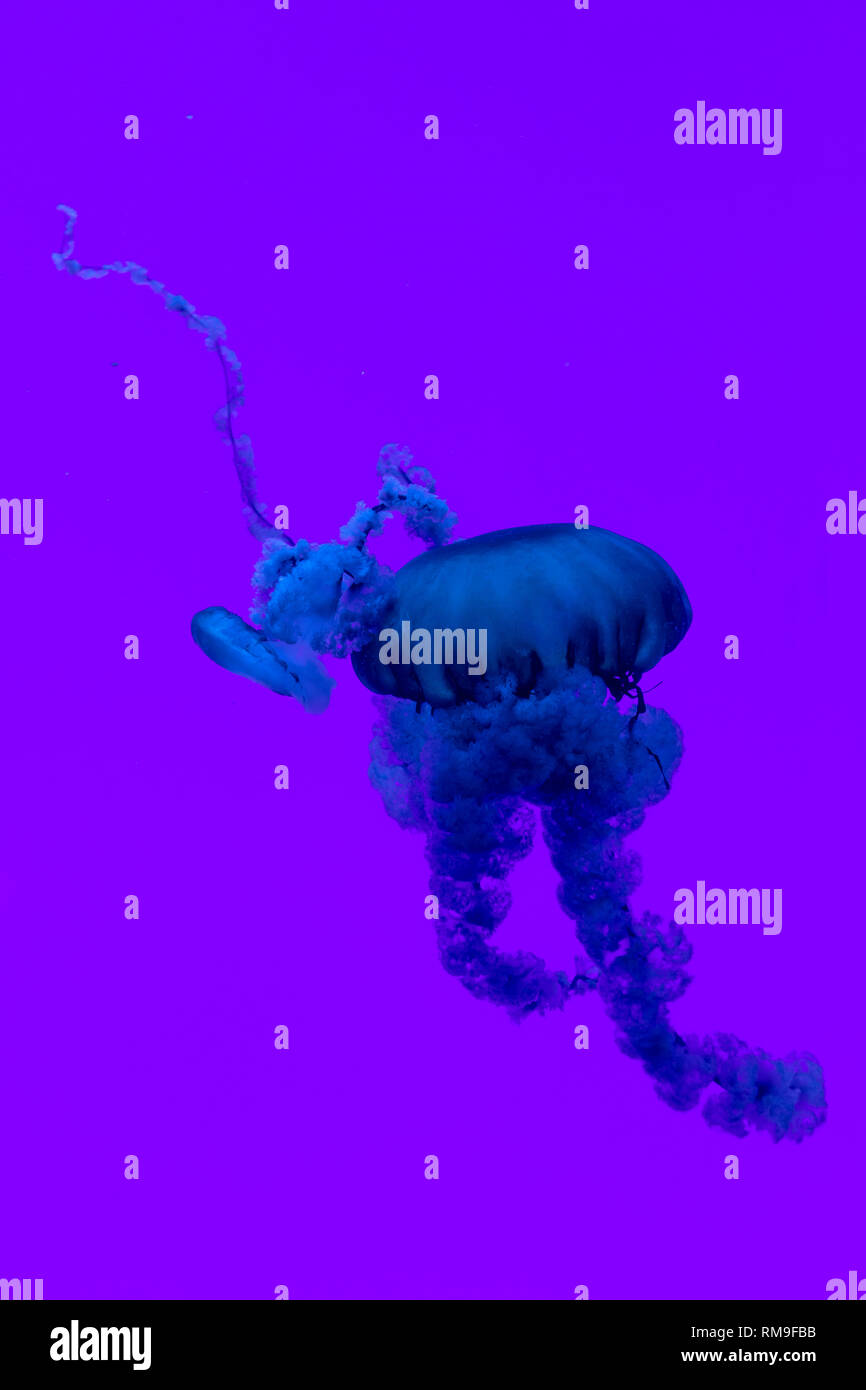 Pacific Sea Nettles (Chrysaora fuscescens) gently floating in the ...