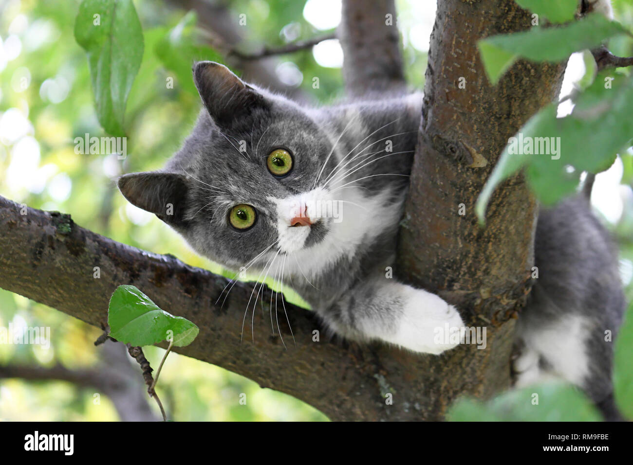 Cat with green eyes sitting on a tree trunk Stock Photo - Alamy