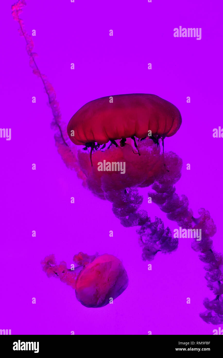 Pacific Sea Nettles (Chrysaora fuscescens) gently floating in the ...