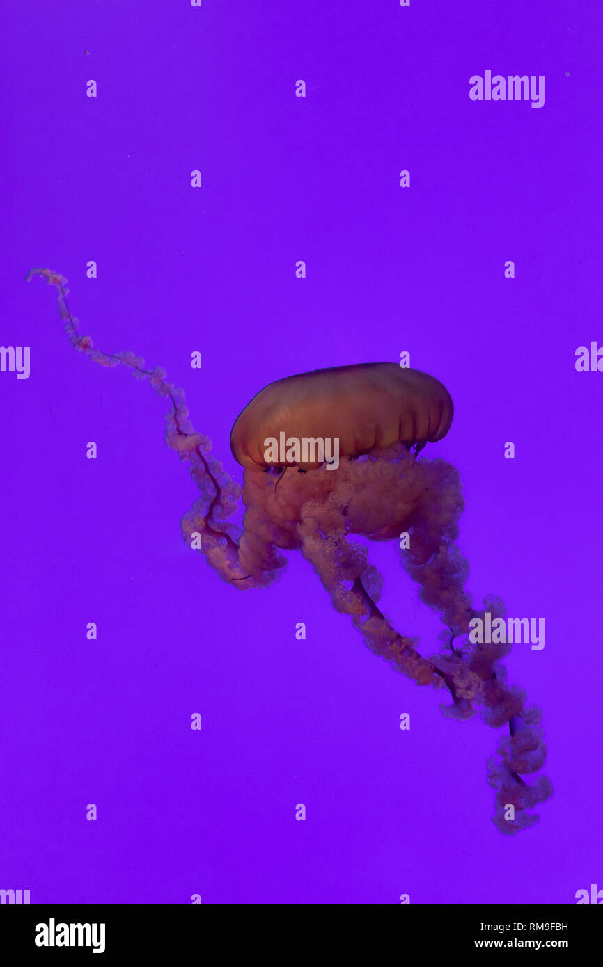 Pacific Sea Nettles (Chrysaora fuscescens) gently floating in the ...