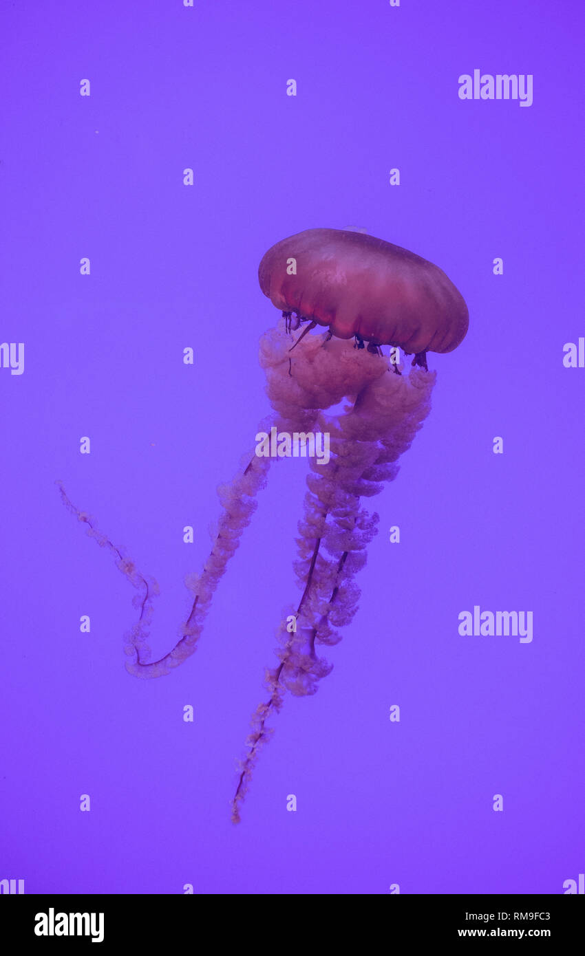 Pacific Sea Nettles (Chrysaora fuscescens) gently floating in the ...