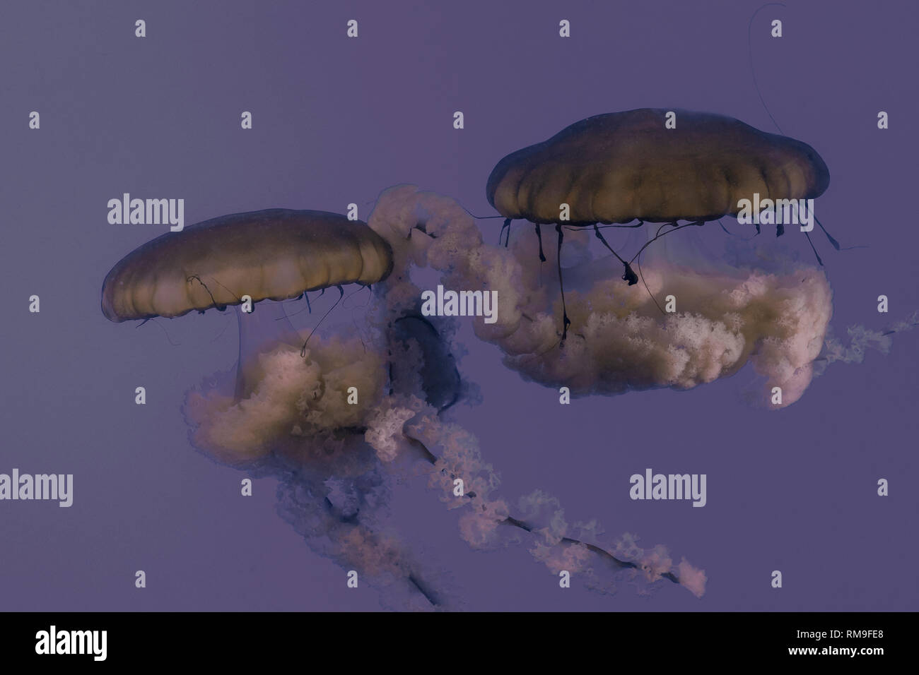 Kreisel hi-res stock photography and images - Alamy