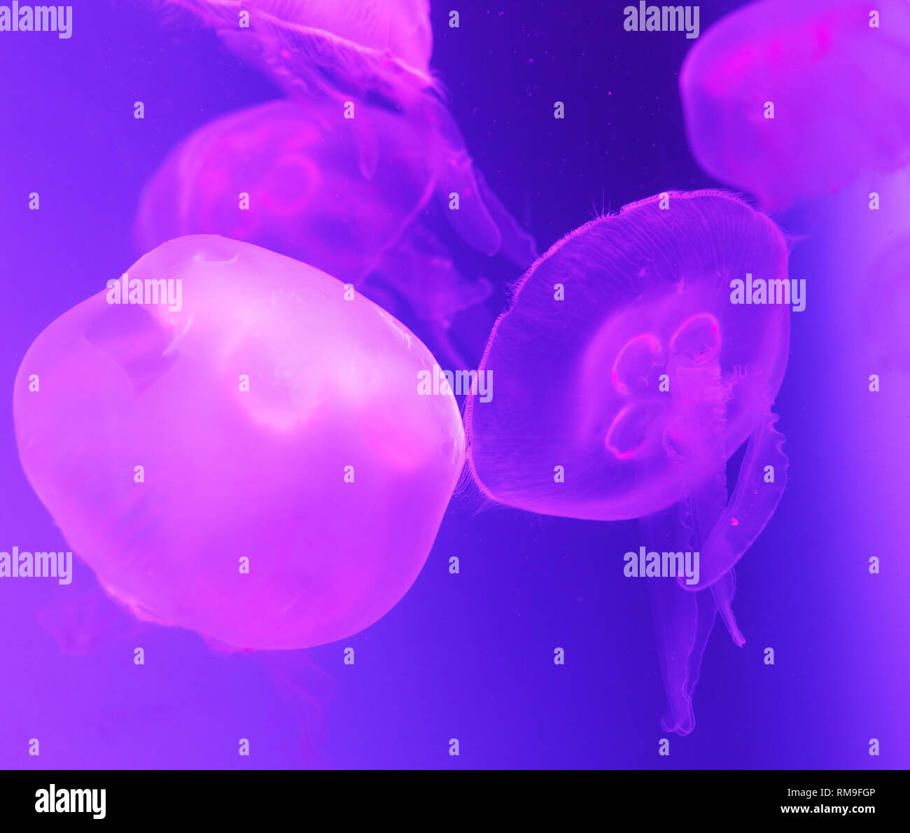 Moon Jellyfish (Aurelia Aurita) gently floating in the kreisel tank, at ...