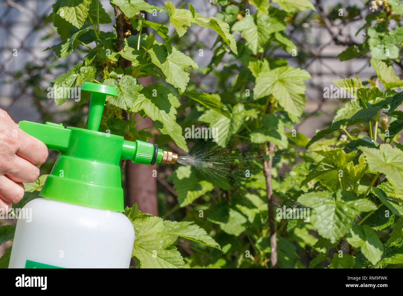 Farmer is sprinkling water solution on currant bush with green leaves ...