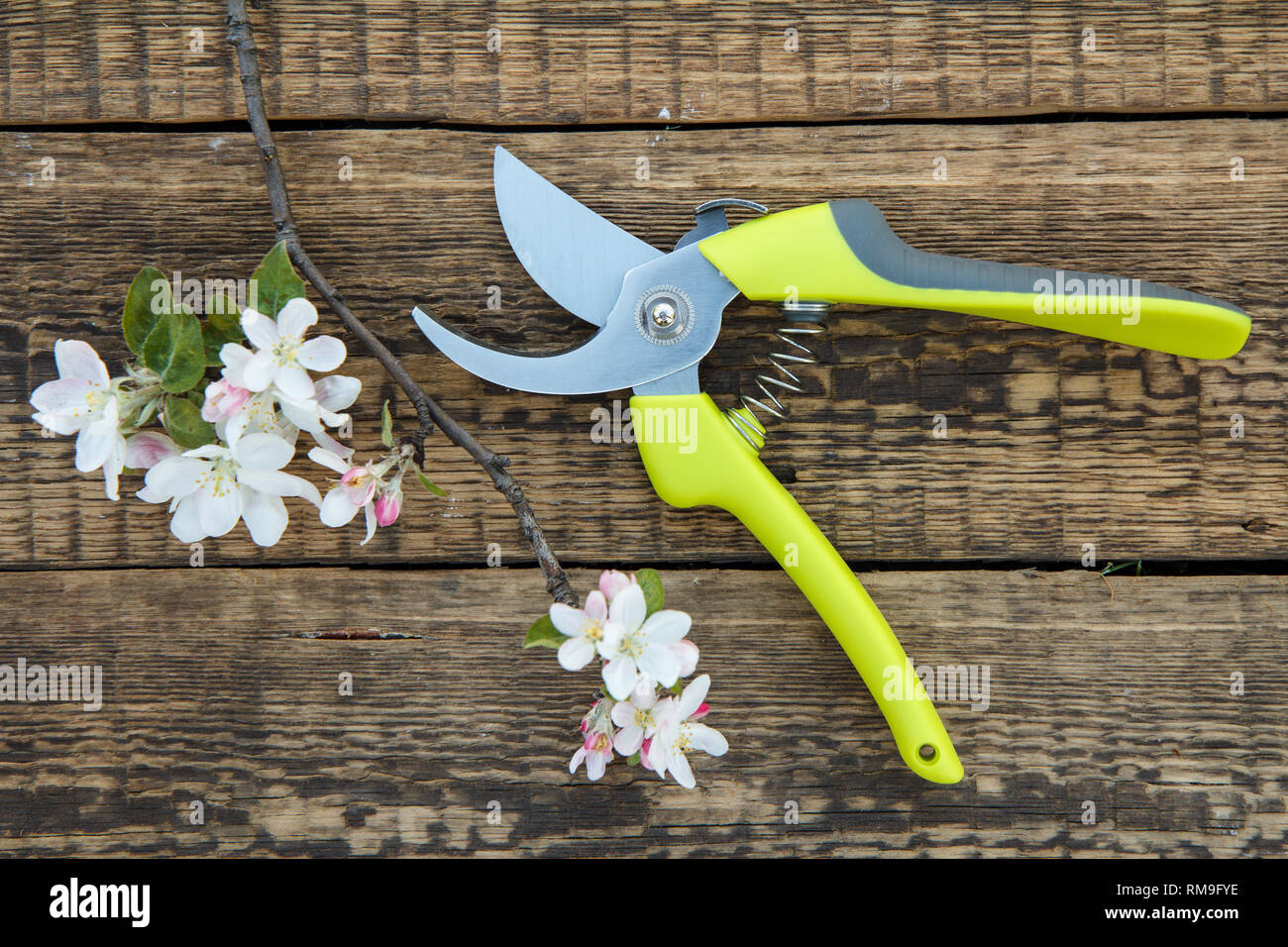 Garden pruner and cut branch of apple tree with flowers on wooden ...