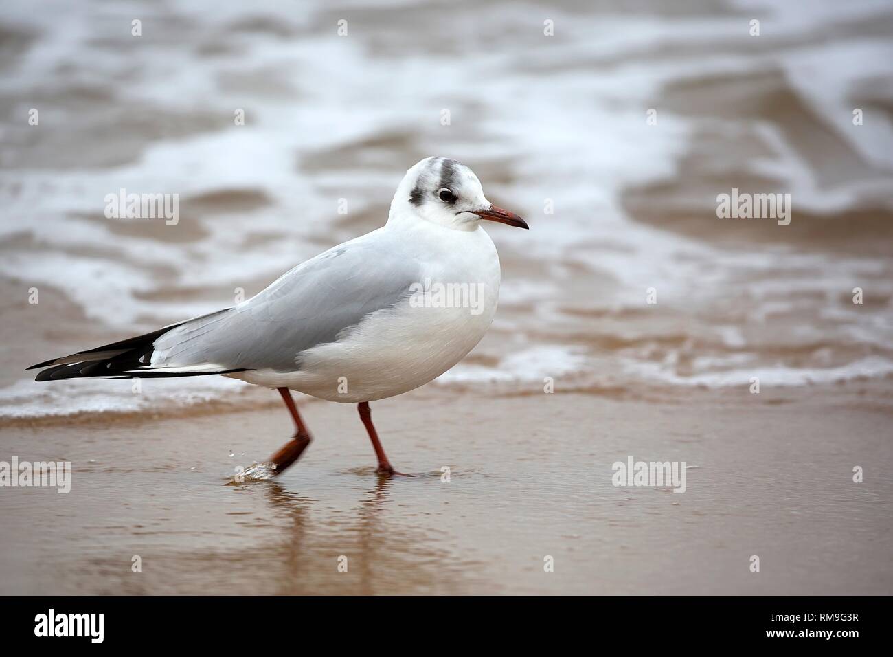 Animal bird seagull in nature hi-res stock photography and images - Alamy