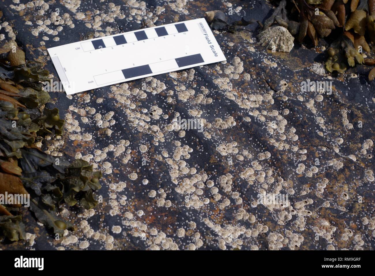 Symmetrical Bedform Ripples, Sedimentary Structures in Carboniferous ...