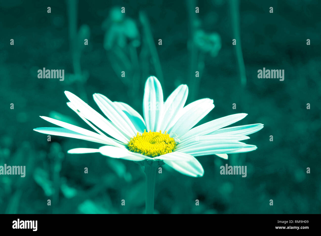 Close up single daisy hi-res stock photography and images - Alamy