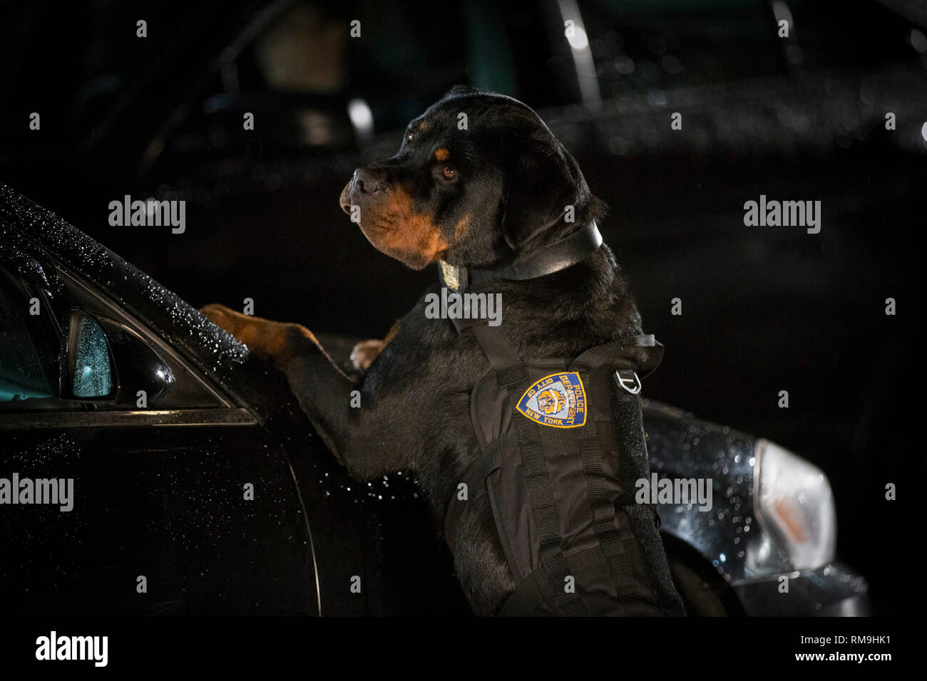 Rottweiler Gets Shot By Police