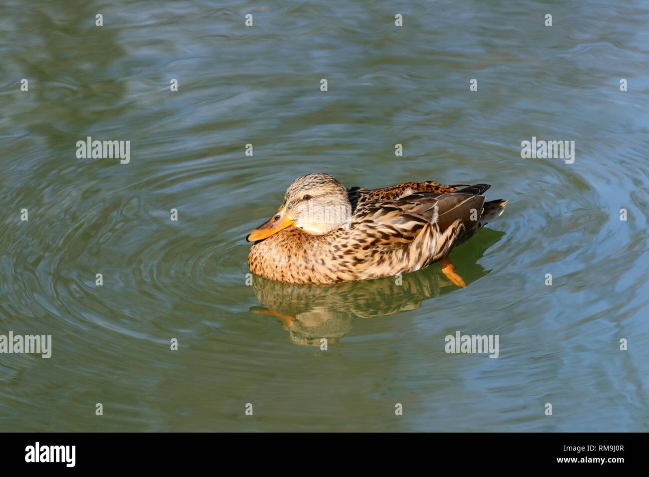Duck lake water hi-res stock photography and images - Alamy