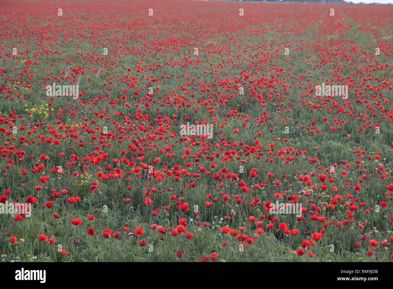 Poppy red fondo hi-res stock photography and images - Alamy