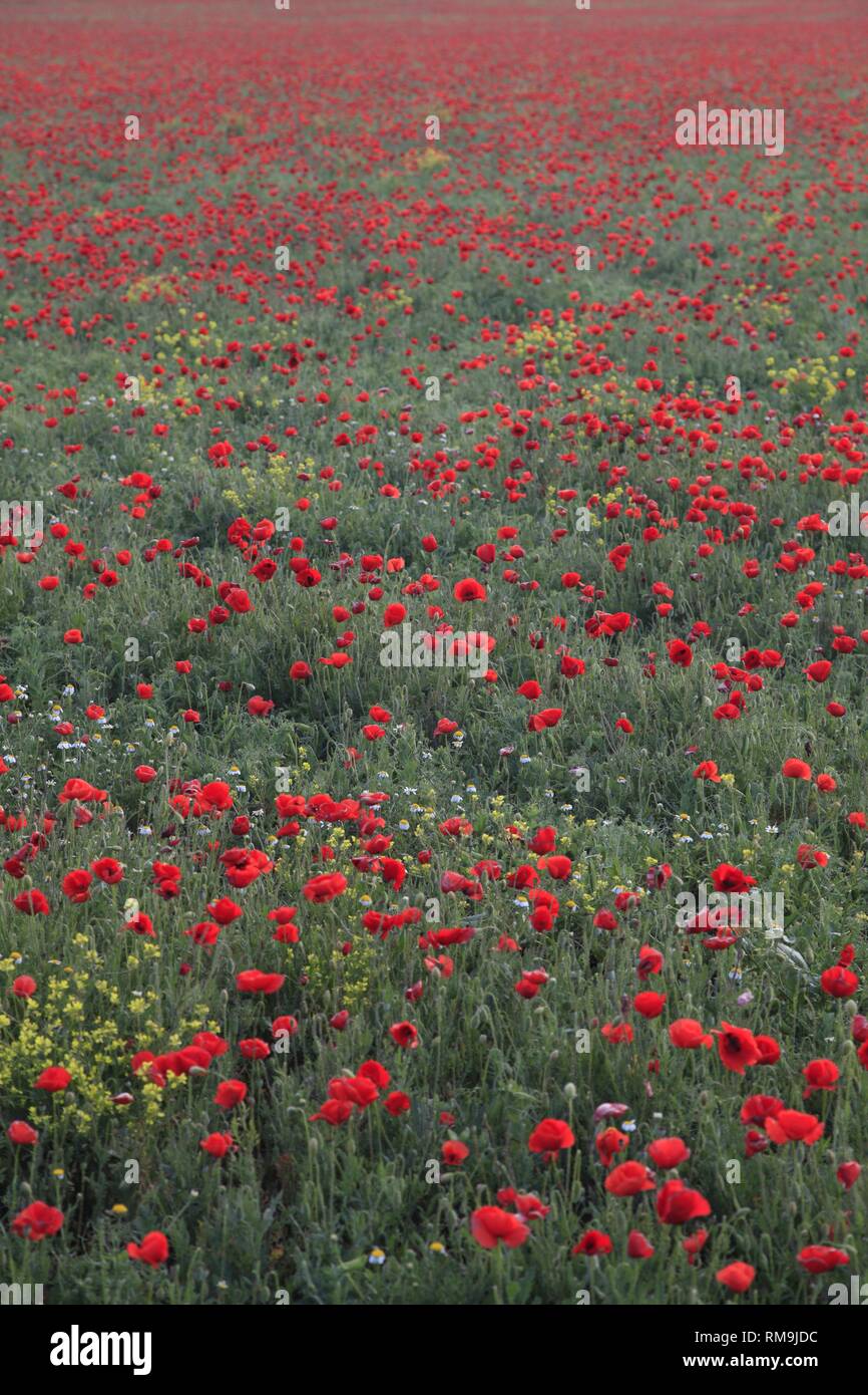Poppy red fondo hi-res stock photography and images - Alamy