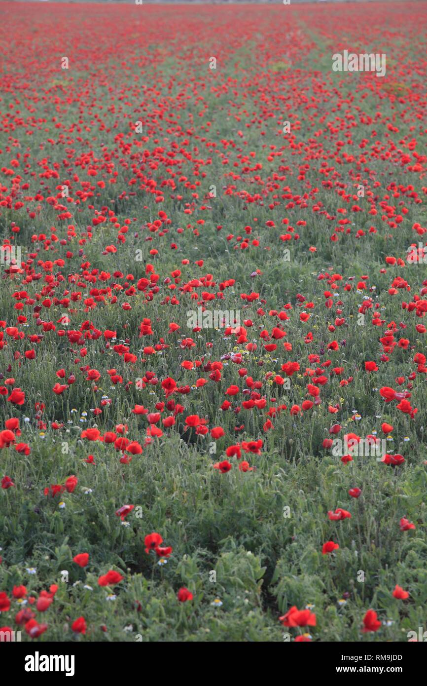 Field with poppy flowers Stock Photo - Alamy