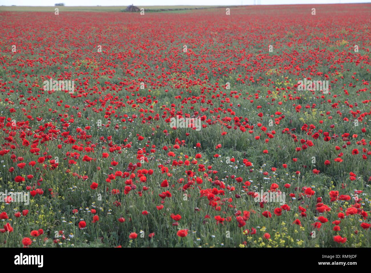 Field with poppy flowers Stock Photo - Alamy