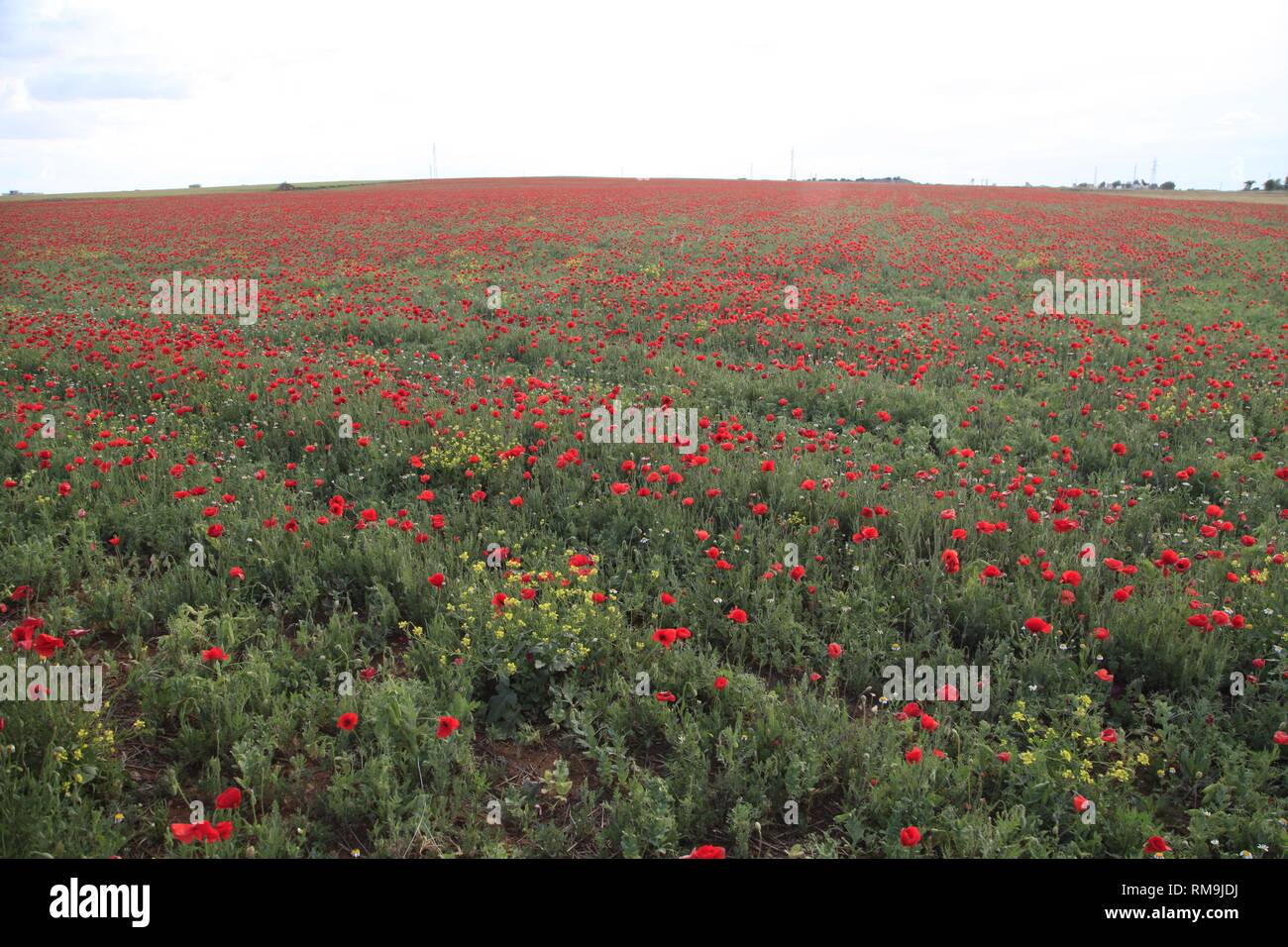 Field with poppy flowers Stock Photo - Alamy