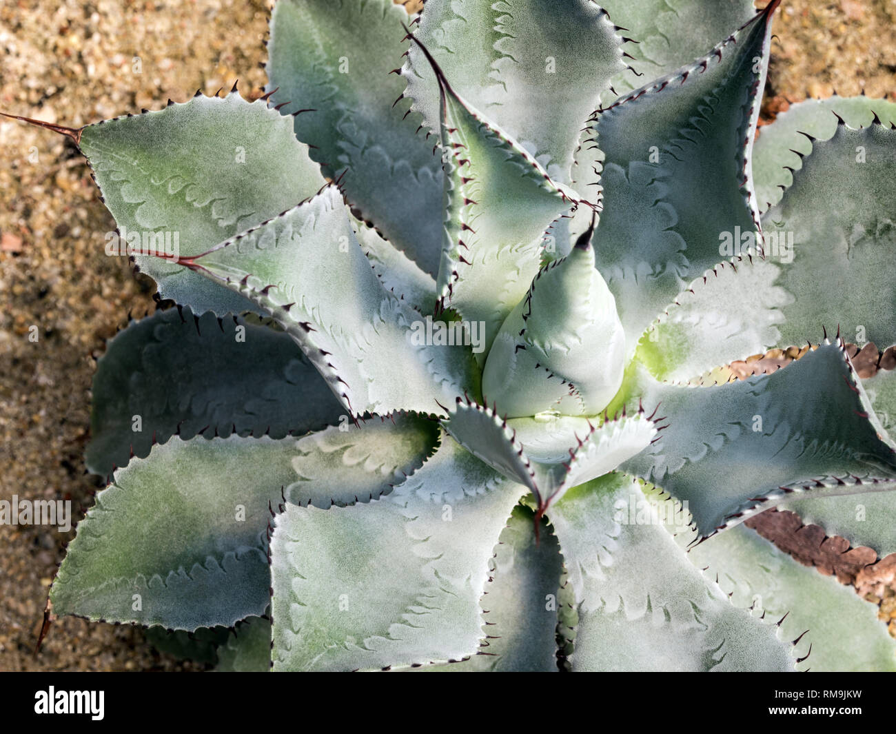 Agave succulent plant Agave potatorum var. verschaffeltii, close up ...
