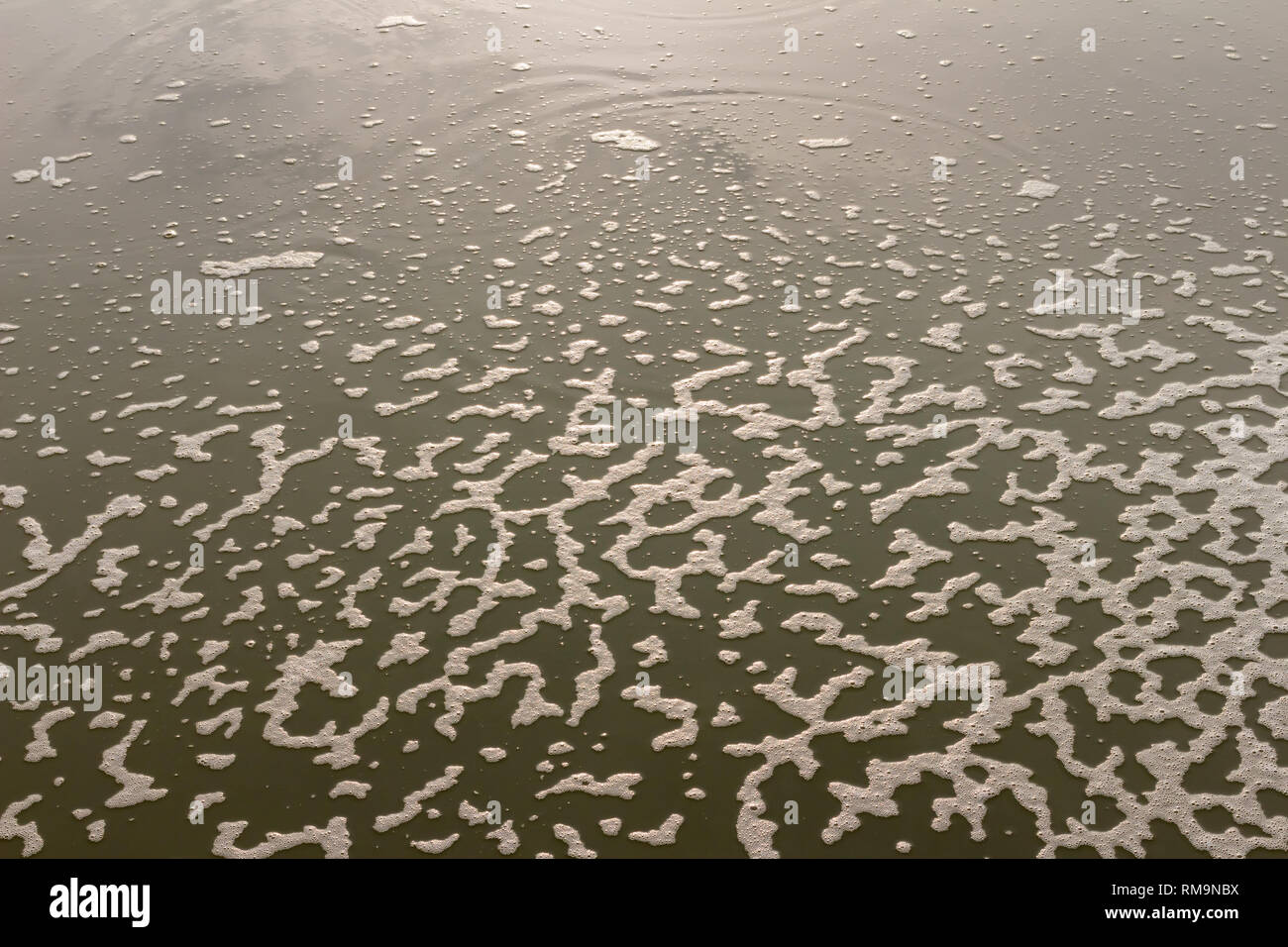 Spoiled fish hi-res stock photography and images - Alamy