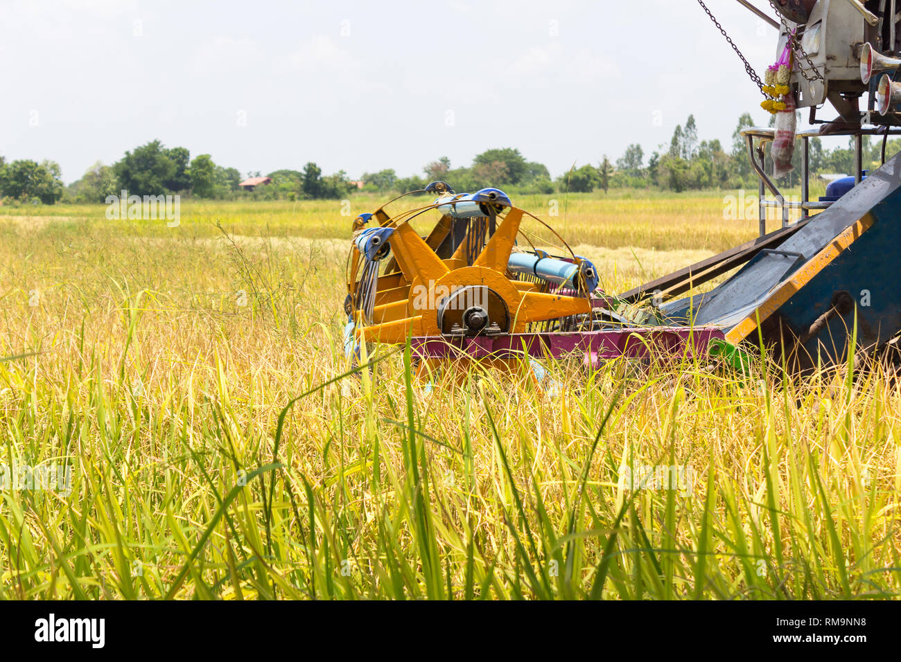 farm worker harvesting rice with tractor in Thailand Stock Photo - Alamy
